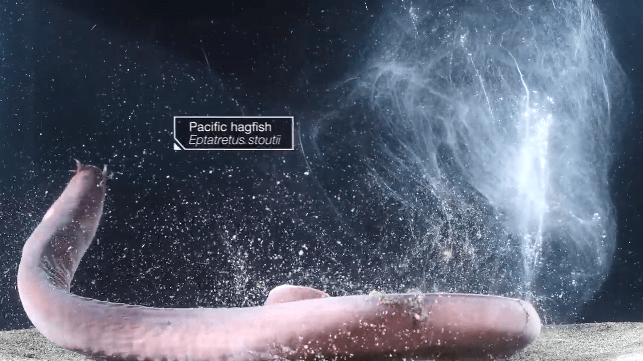 A Look at Hagfish – FYFD