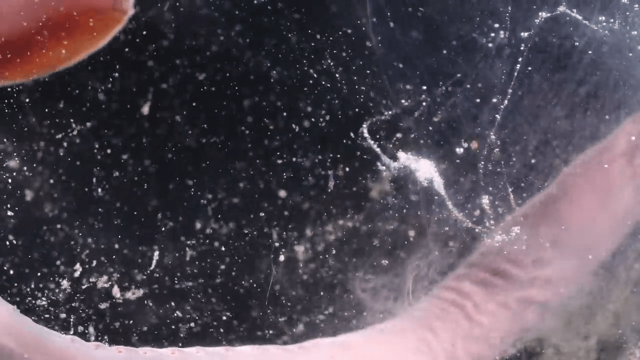 A Look at Hagfish – FYFD