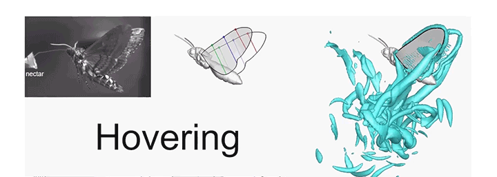 Why Moths Are Slow Fliers – FYFD