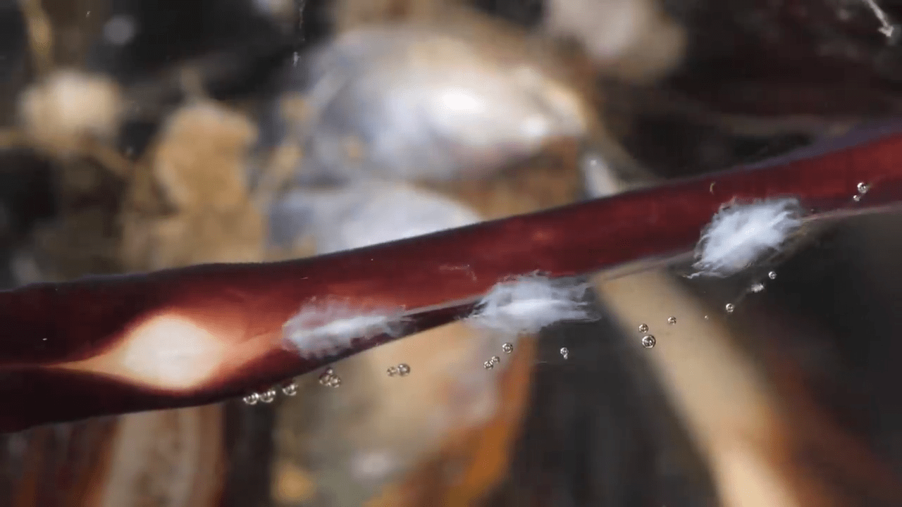 Anchoring Mussels – FYFD