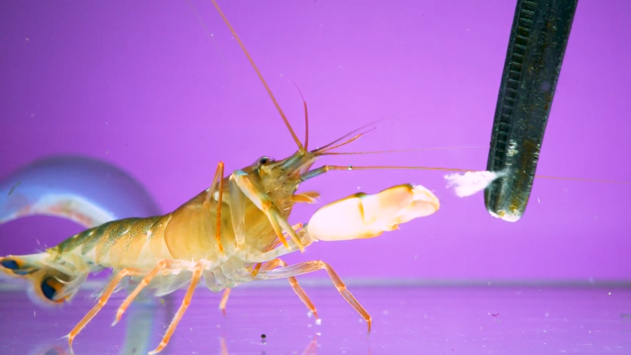 Pistol Shrimp Snaps – FYFD