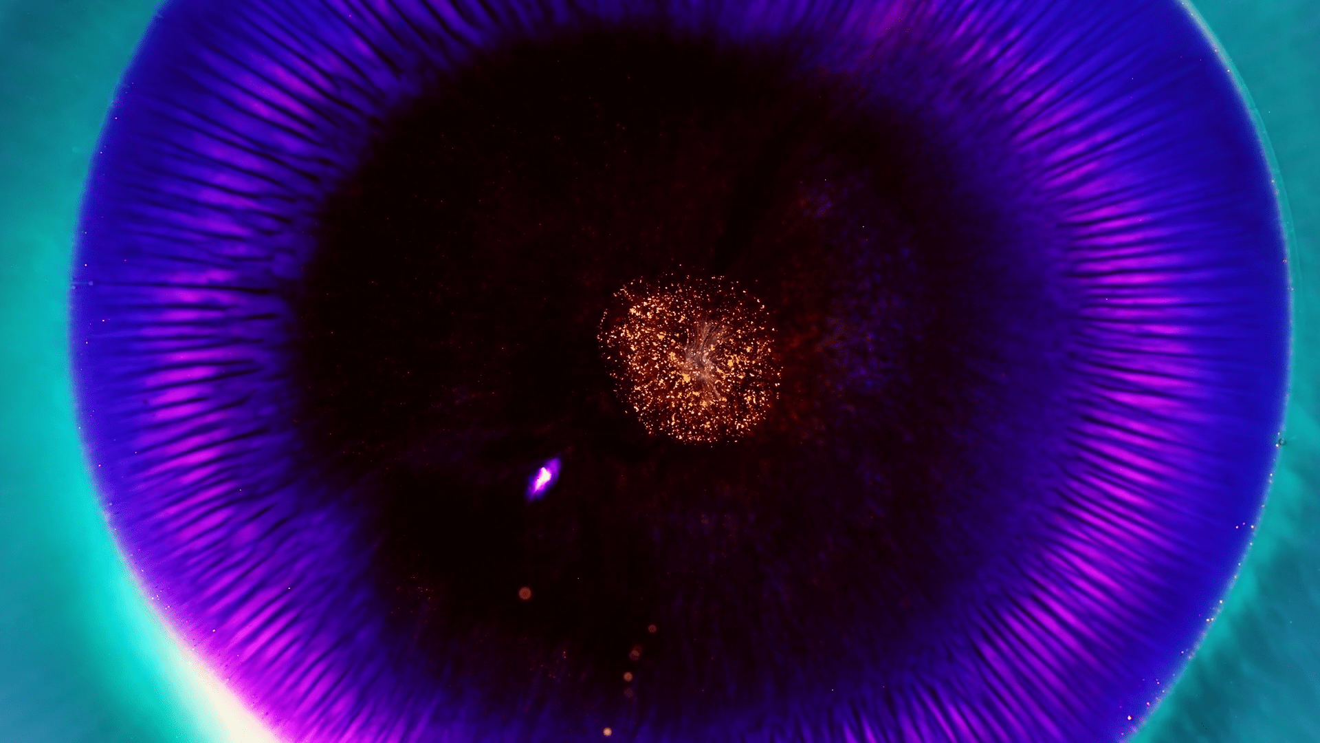 “Space Iris” – FYFD