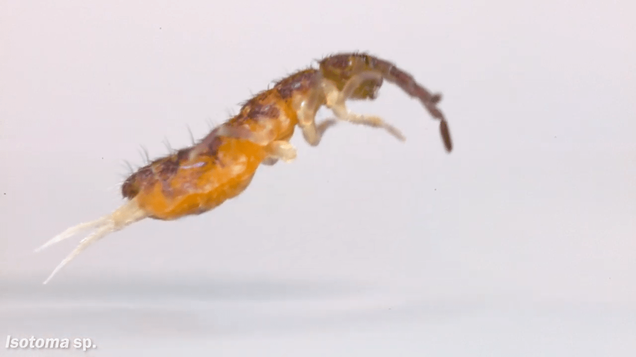 Water-Jumping Springtails – FYFD