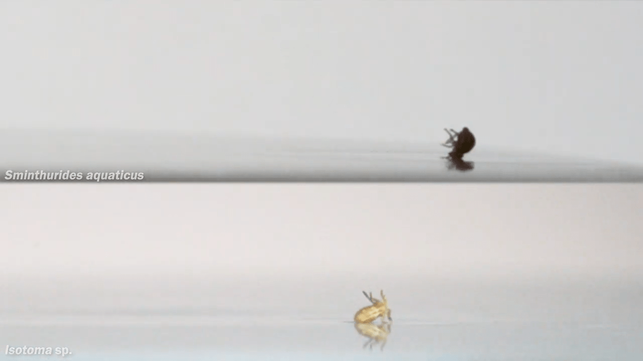 Water-Jumping Springtails – FYFD