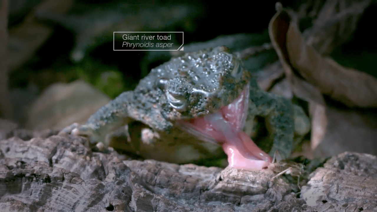 A Toad’s Sticky Saliva – FYFD