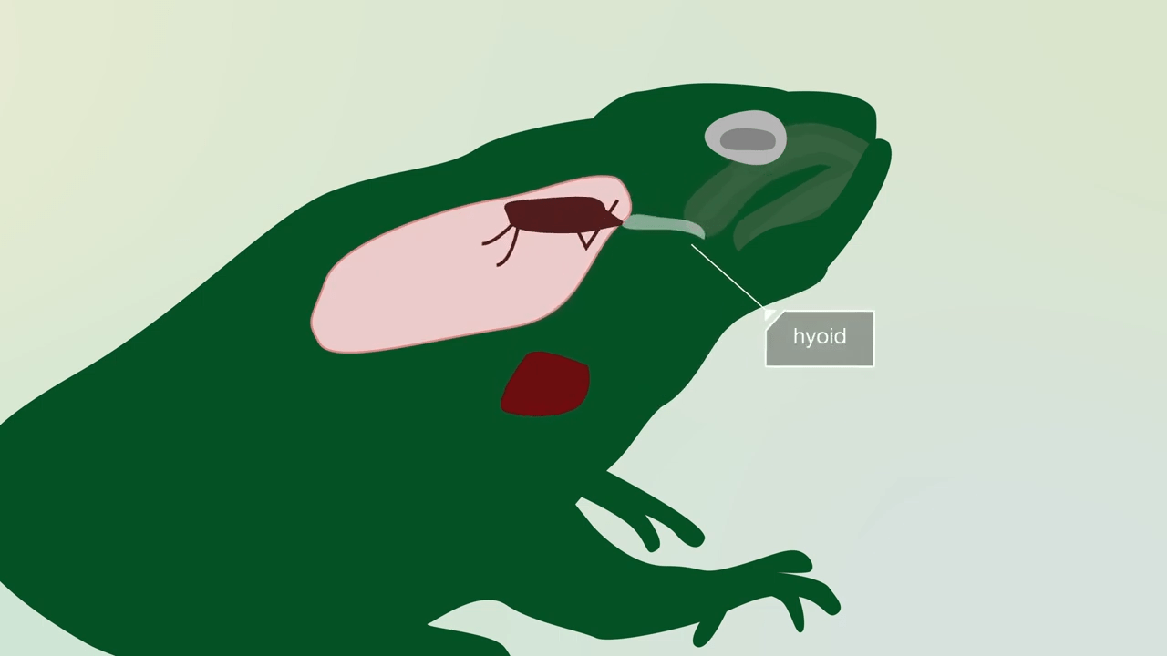 A Toad’s Sticky Saliva – FYFD