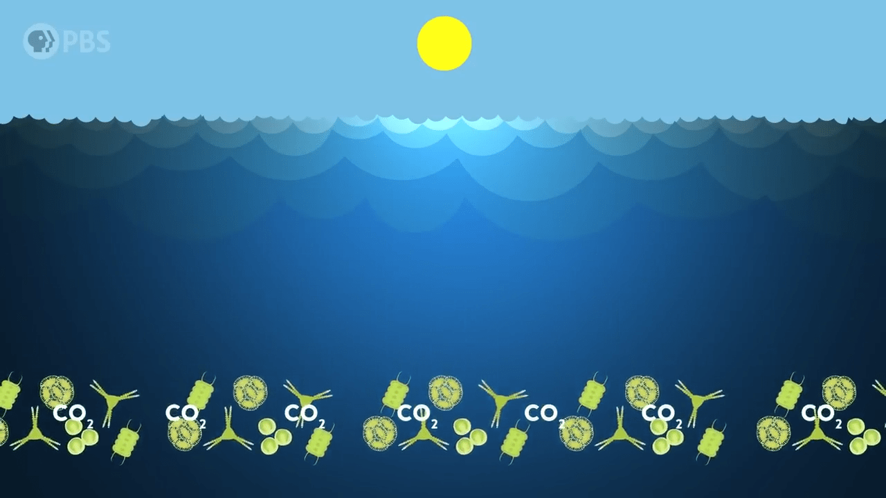 The Epic Migration of Plankton – FYFD