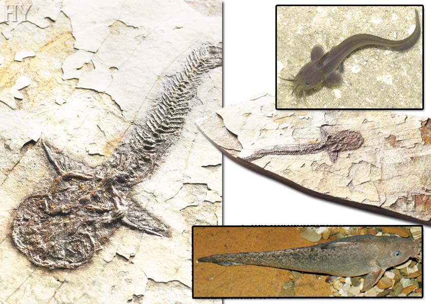 Marine Fossil Specimens -1 | Atlas of Creation-Vol.4