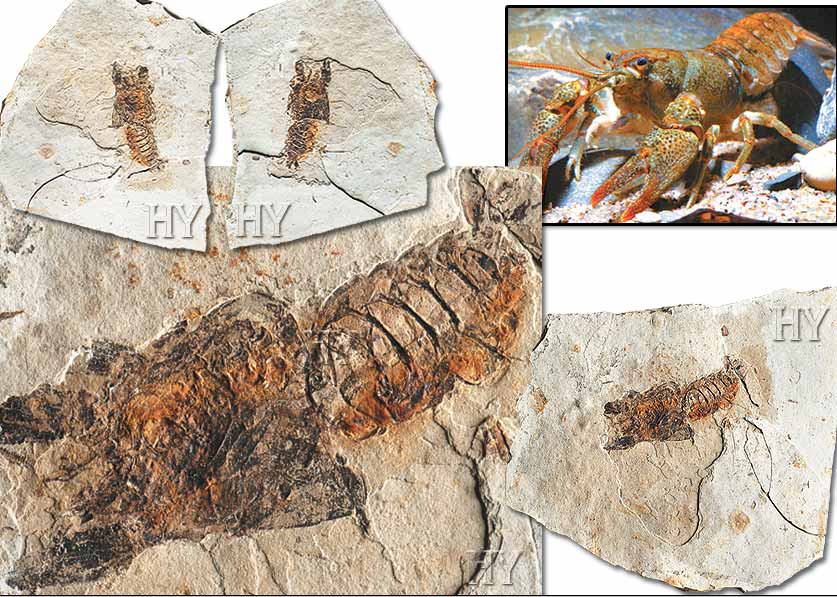 Marine Fossil Specimens -2 | Atlas of Creation-Vol.4