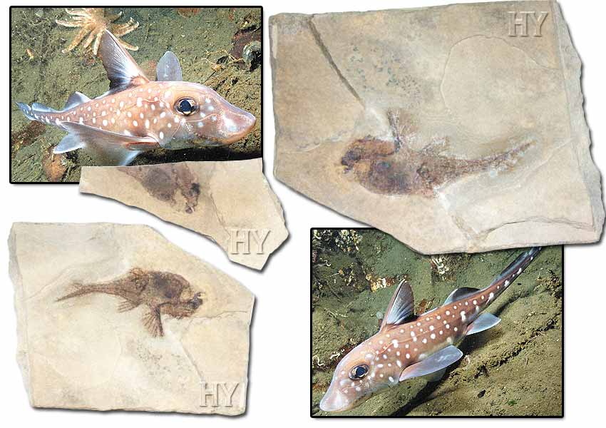 Marine Fossil Specimens -2 | Atlas of Creation-Vol.4