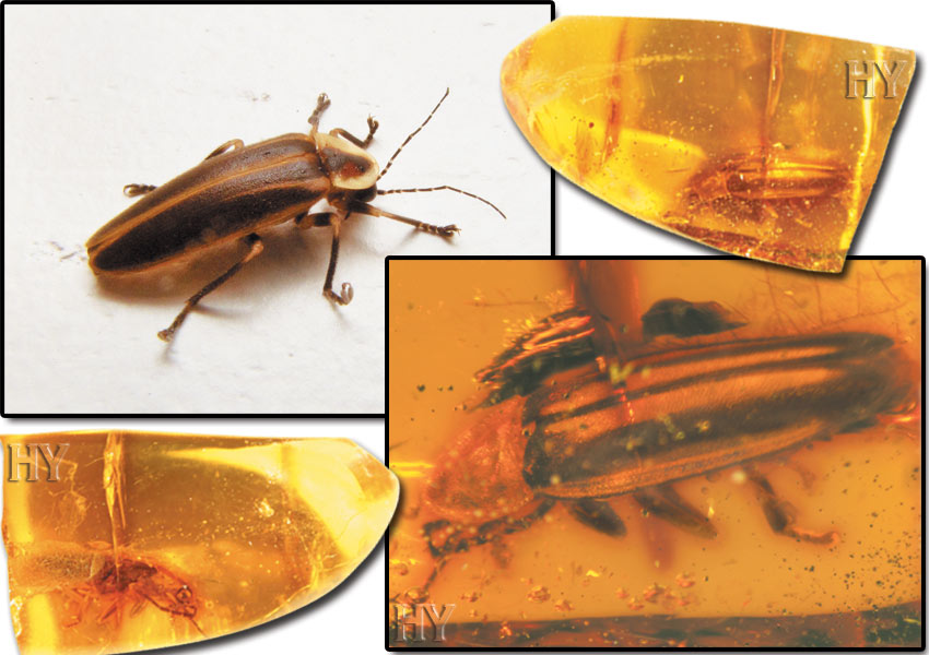 Insect fossil specimens -3 | Atlas of Creation-Vol.4