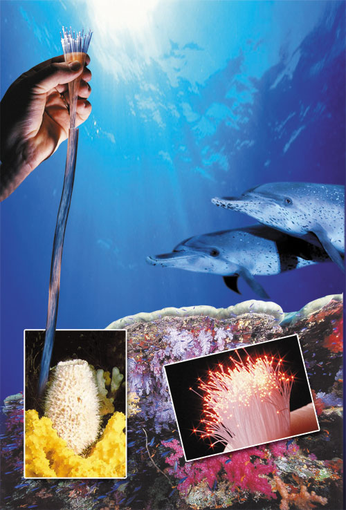 Växtdesign och biomimik | Biomimetik: Teknik Imiterar Naturen