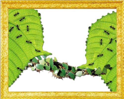 Prophet Solomons (pbuh) Superior Knowledge and Blessing | Prophet ...