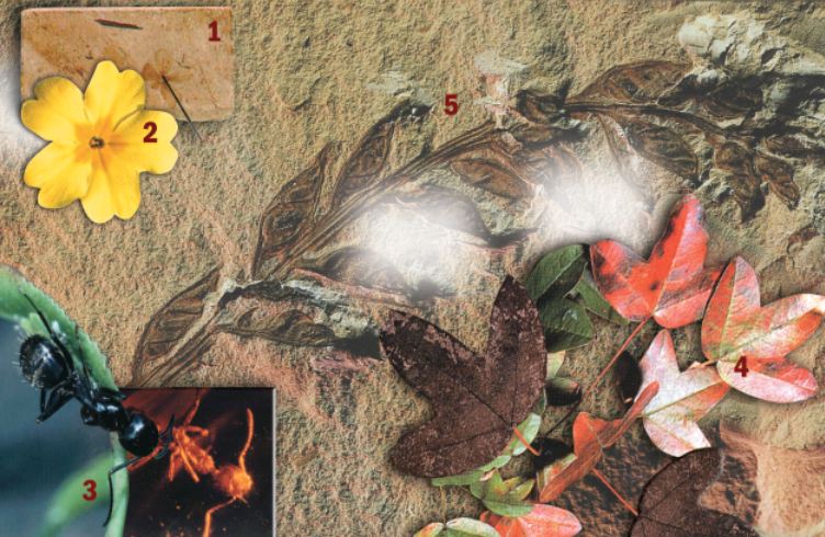 Transitional forms that never existed | The Transitional form Dilemma