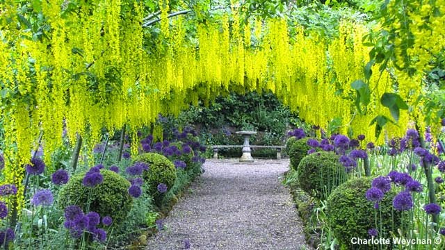 Where is this magnificent laburnum walk? - GardenDrum