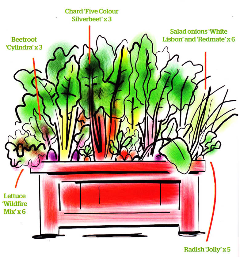 Back Door Vegetables And How To Make Perfect Use Of Them