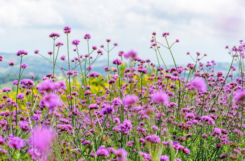 Verbena: 14 Species And Cultivars Of Verbena