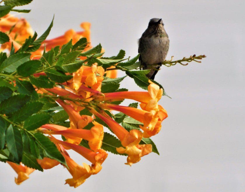 Hummingbird Plant - How To Grow Dicliptera