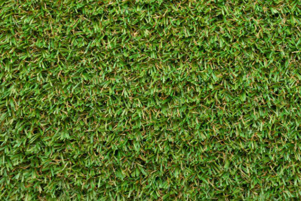 Bermuda Grass: How To Grow And Care