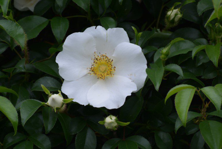 Cherokee Rose Care And Origin History