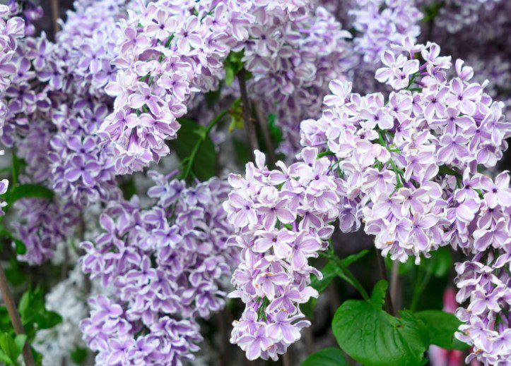 Lilac Tree: 2 Vigorous Varieties Of Beautiful Lilac