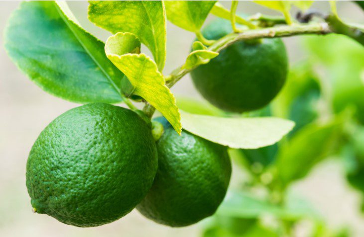 Lime Tree: Planting And 4 Easy Care Tips