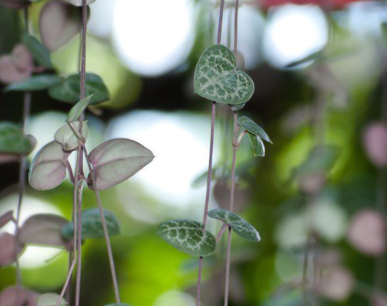 String Of Hearts: 5 Great Tips You Need To Know