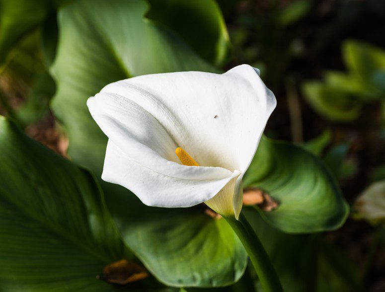 Calla Lily Info – 3 Tips On Growing Calla Lily Now