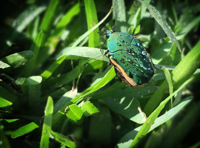 June Beetle Or June Bug - 10 Quick Things To Know About June Beetles