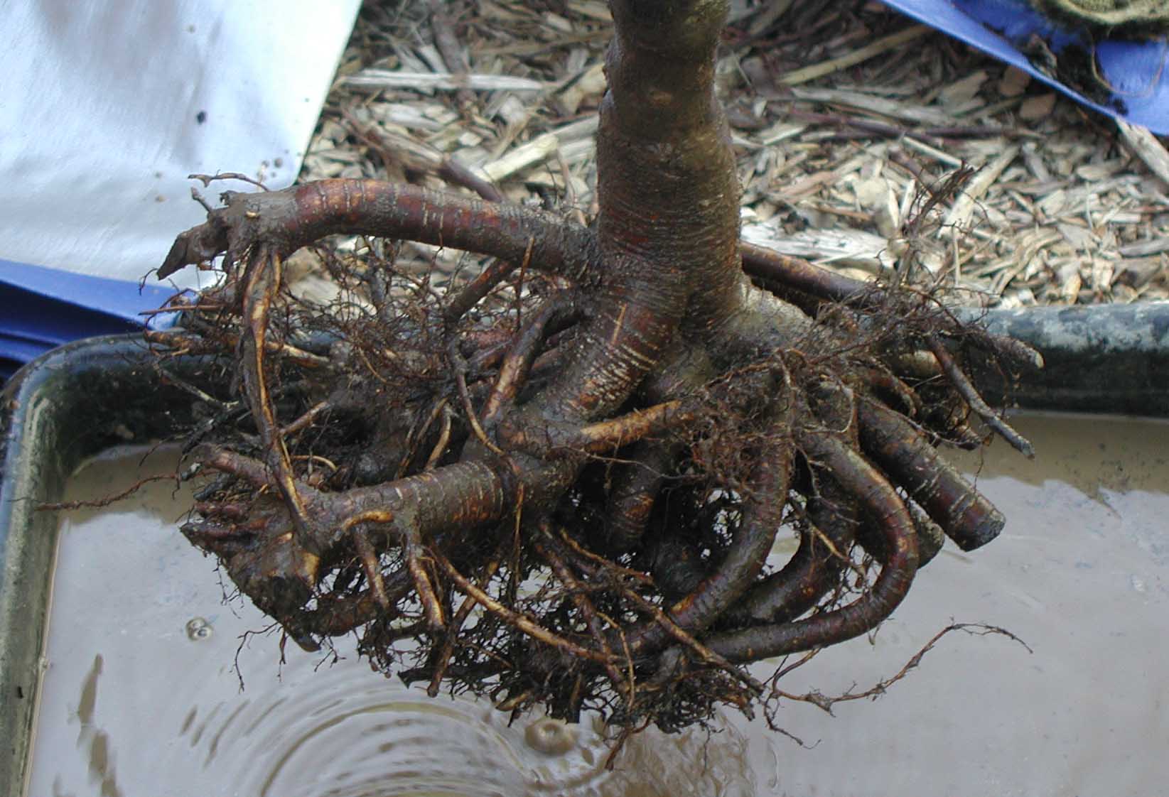 Health care reform (of trees) – The Garden Professors™