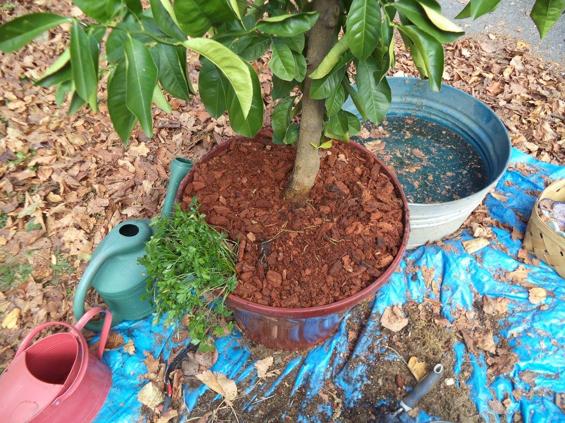 A Resilient Citrus Tree Rebounds – The Garden Professors™