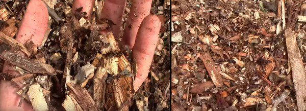 The Search for Arborist Wood Chips by Susan Harris – Wendy Floral