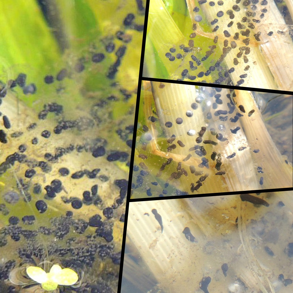 developing toad eggs – Gardens Eye View