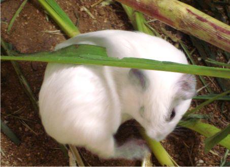 LA CRIANZA DEL CUY EN CASABLANCA | EL GAS DE CUYISEA