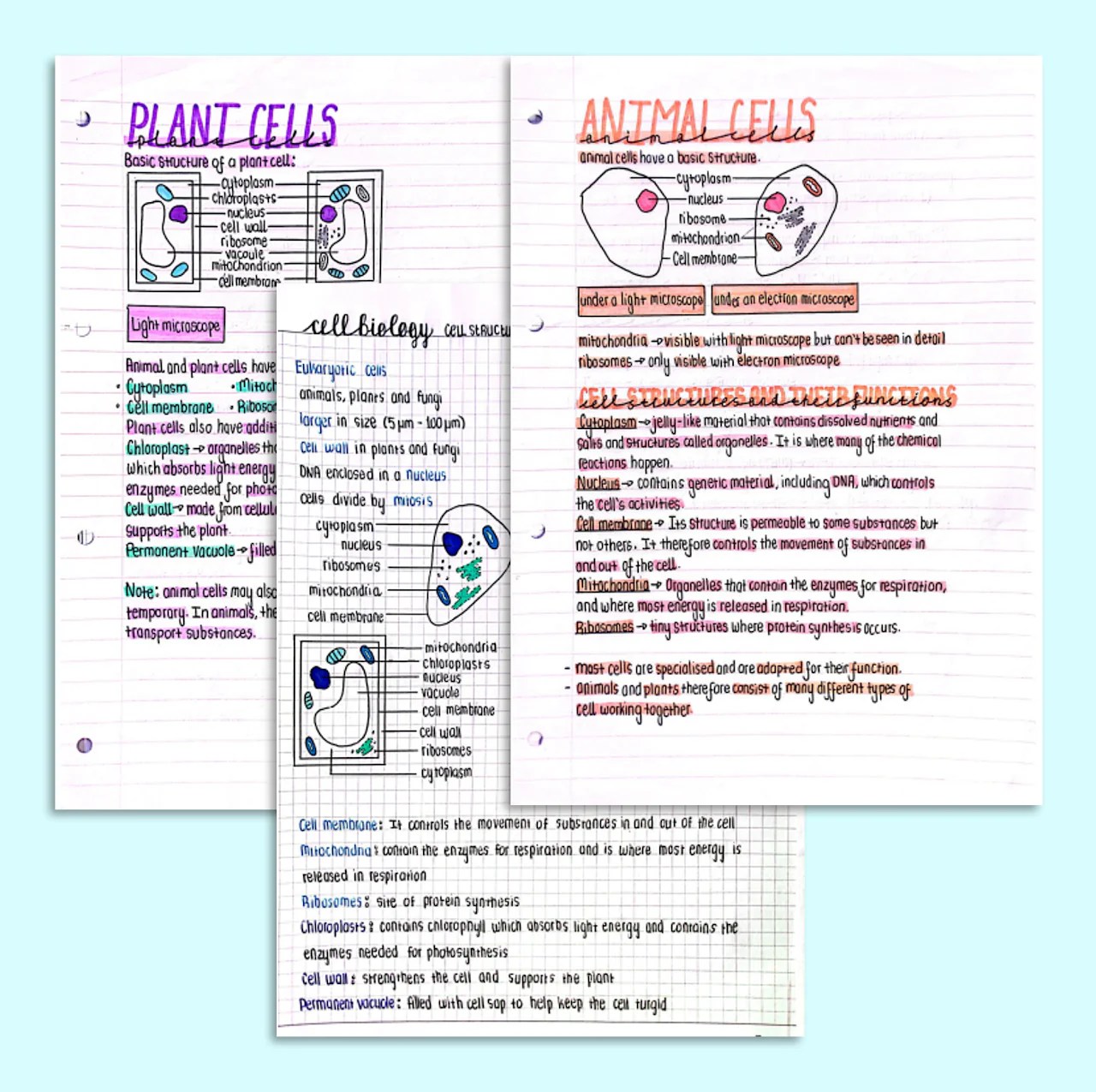 Gcse Cell Biology Notes Gcseobjectives