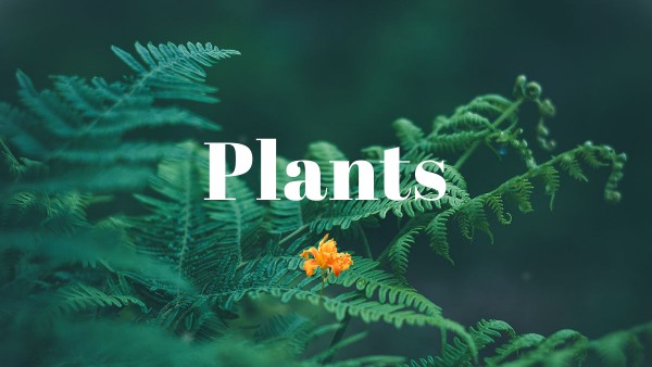 Unit 3 Plants Genially