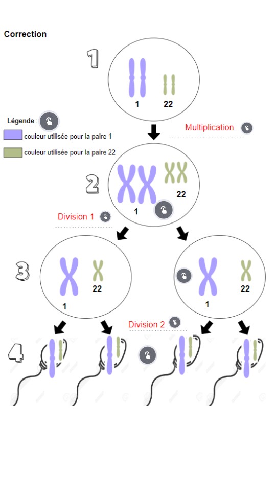Correction Méiose Genially