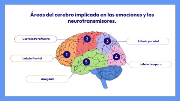 áreas Del Cerebro Implicada En Las Emociones Y Los Neurotransmisores