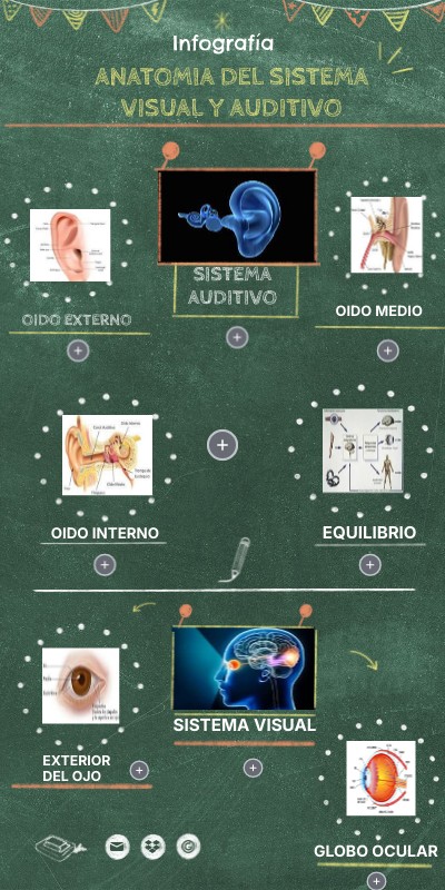 Infografia Anatomia De Los Sistemas Visual Y Auditivo
