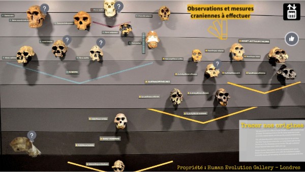 Une Histoire évolutive Possible De La Lignée Humaine Genially