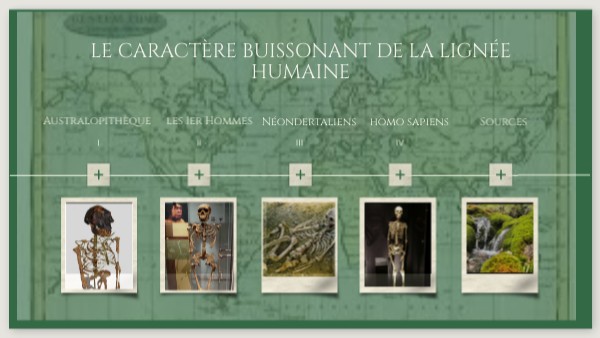 Le Caractère Buissonant De La Lignée Humaine Genially