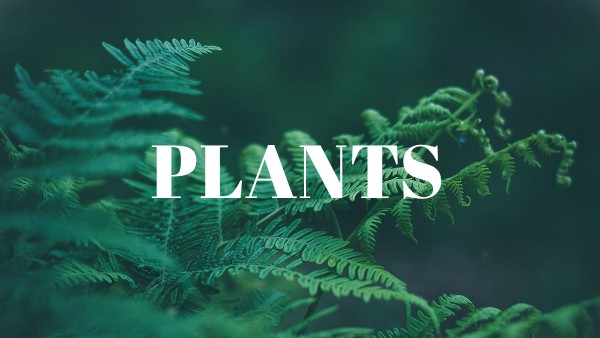 Plants Genially