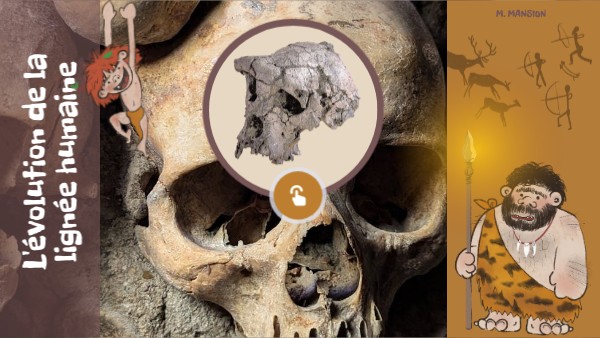 L évolution De La Lignée Humaine Genially