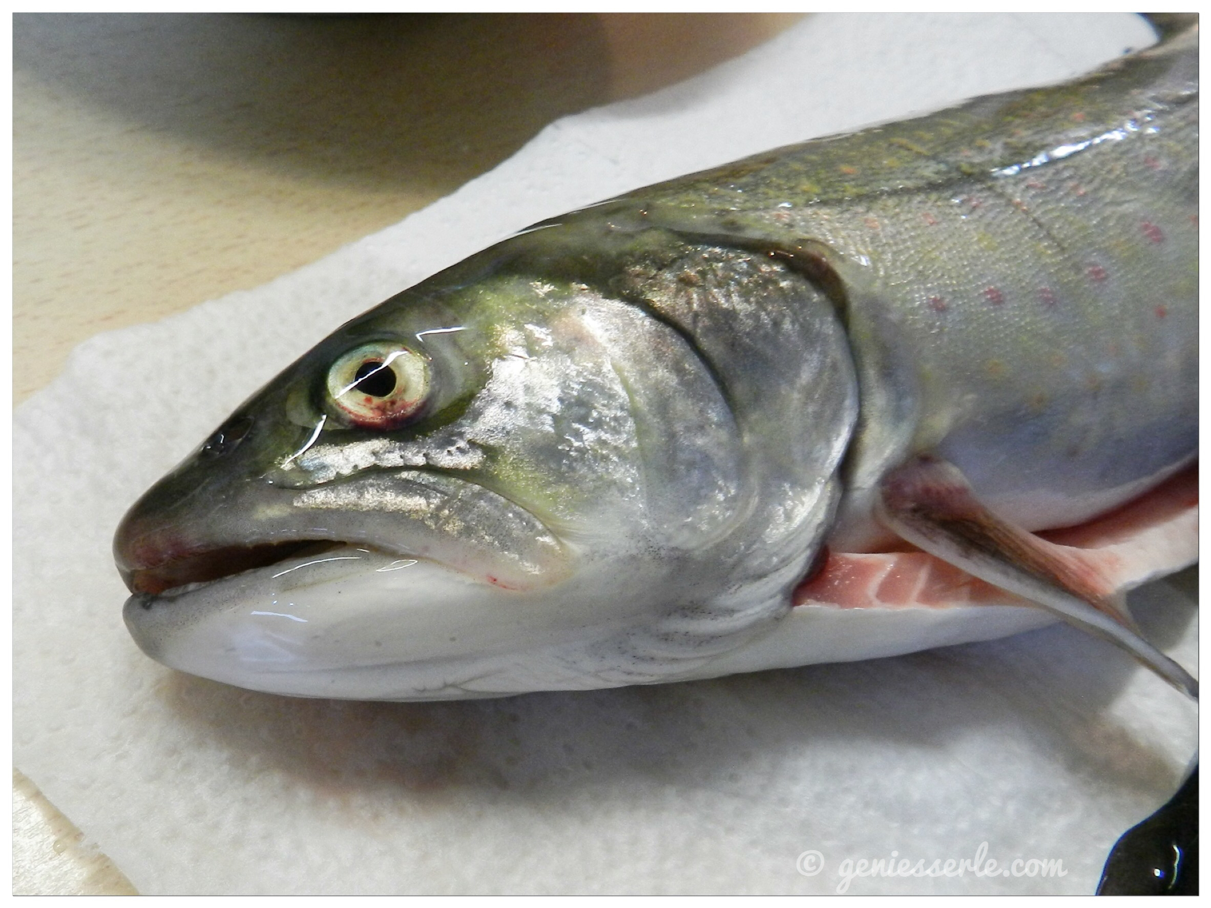 Fisch mit Kräuterbauch | … Kräuterliebe … | geniesserle