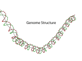 Genome Structure Genomestructure Bioinformatics Iusb Edu Murli Nair