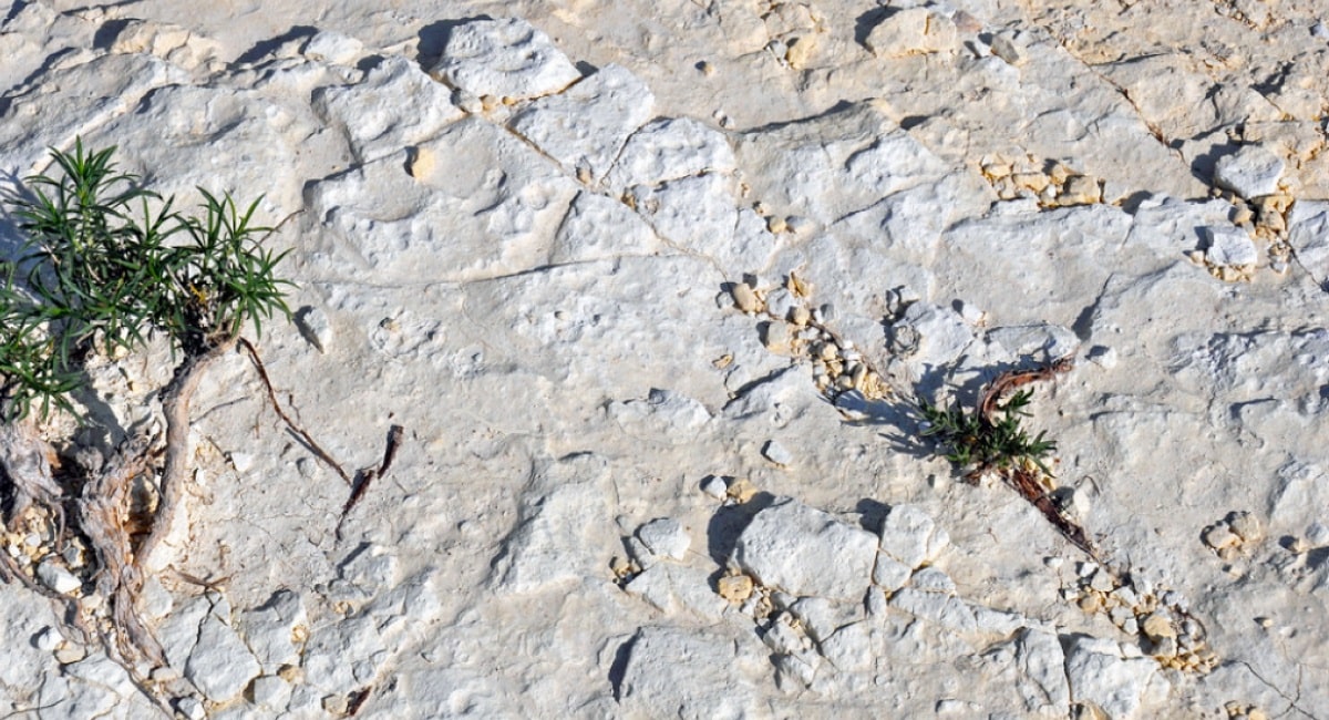 What are types of soils and their characteristics 🌼