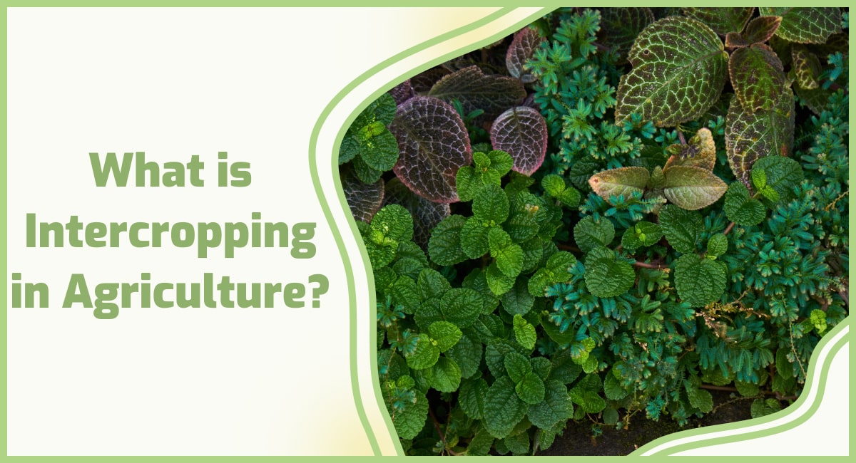 What Are Intercropping Benefits And Disadvantages what-are-intercropping-benefits-and-disadvantages