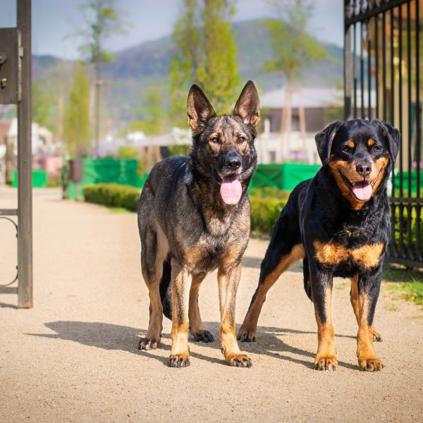 German Shepherd vs Rottweiler - German Shepherd Dog HQ