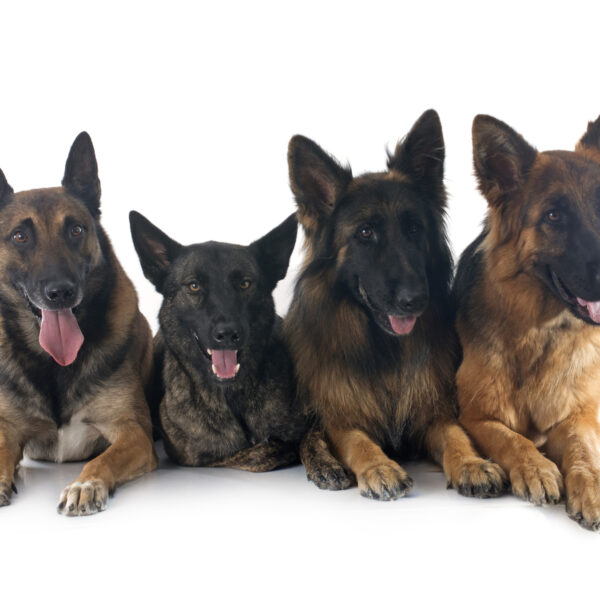 German Shepherd Mixes (21 Examples) - German Shepherd Dog HQ