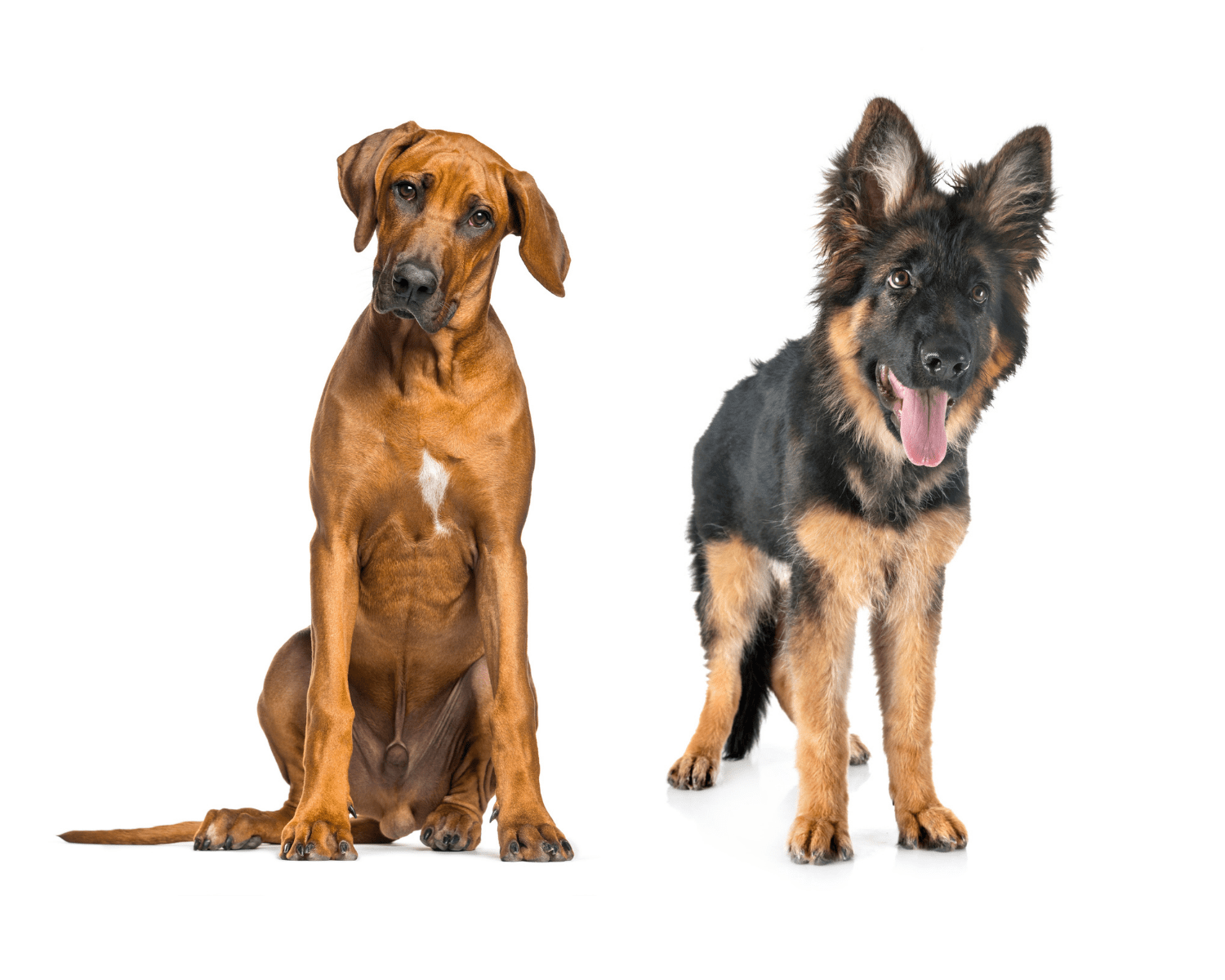 Rhodesian Ridgeback German Shepherd Mix Traits